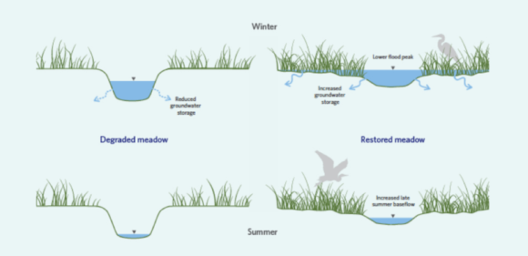 meadow restoration - Capital Region Climate Readiness Collaborative